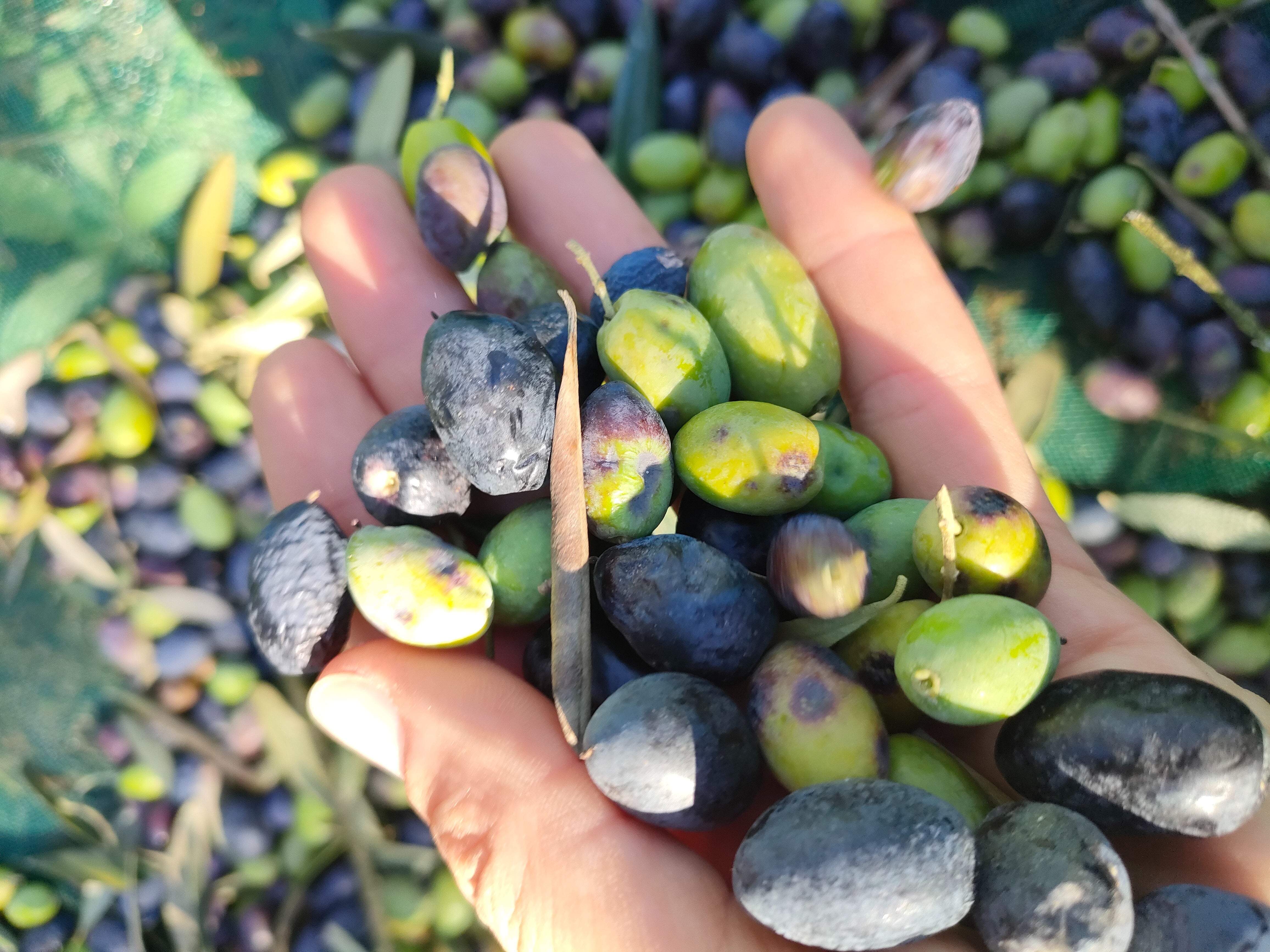Unlocking the Olive Elixir: Exploring the Diverse Flavors of Italy's O ...
